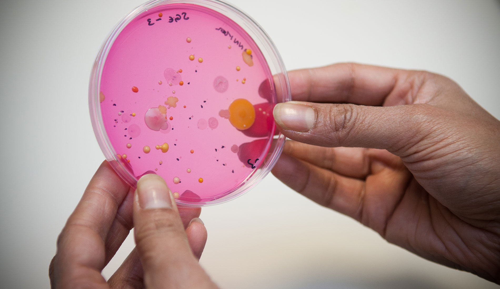 Biomedical Science (Cellular Pathology) MSc 2026 | Middlesex University